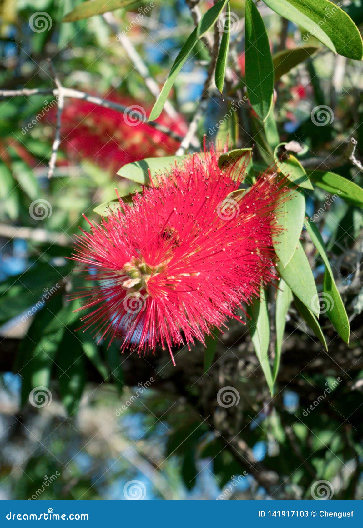 Callistemon tree stock image. Image of floral, clear - 141917103