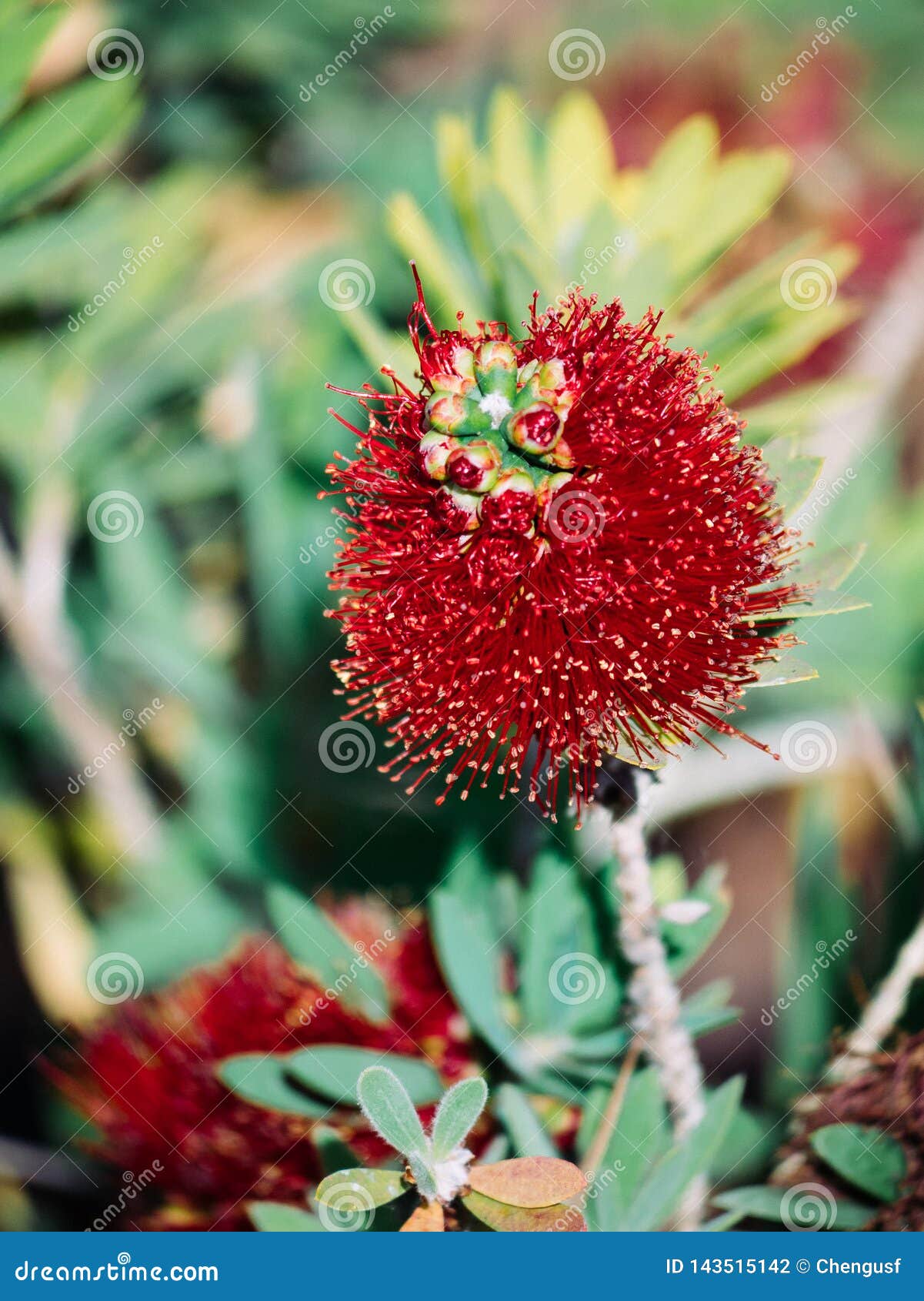 Callistemon tree stock photo. Image of bright, bush - 143515142