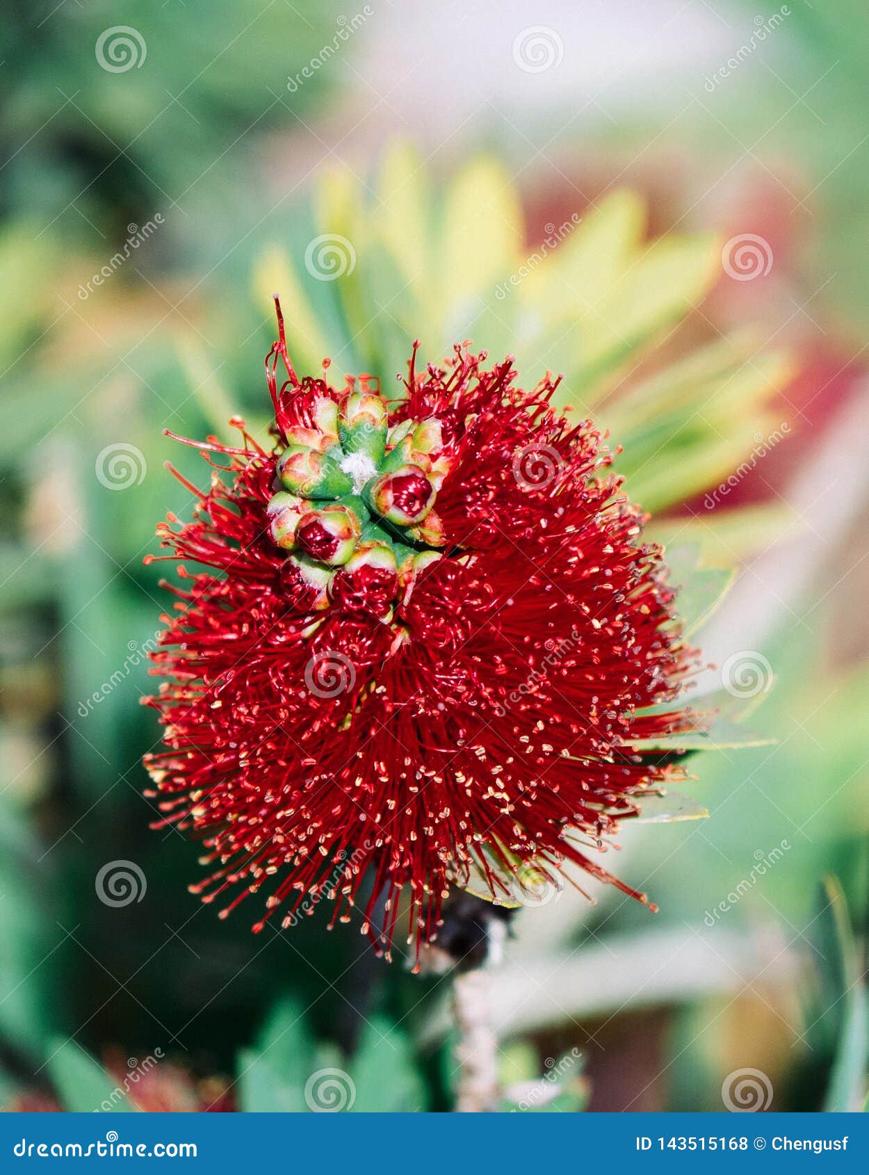 Callistemon tree stock photo. Image of dreamy, florida - 143515168