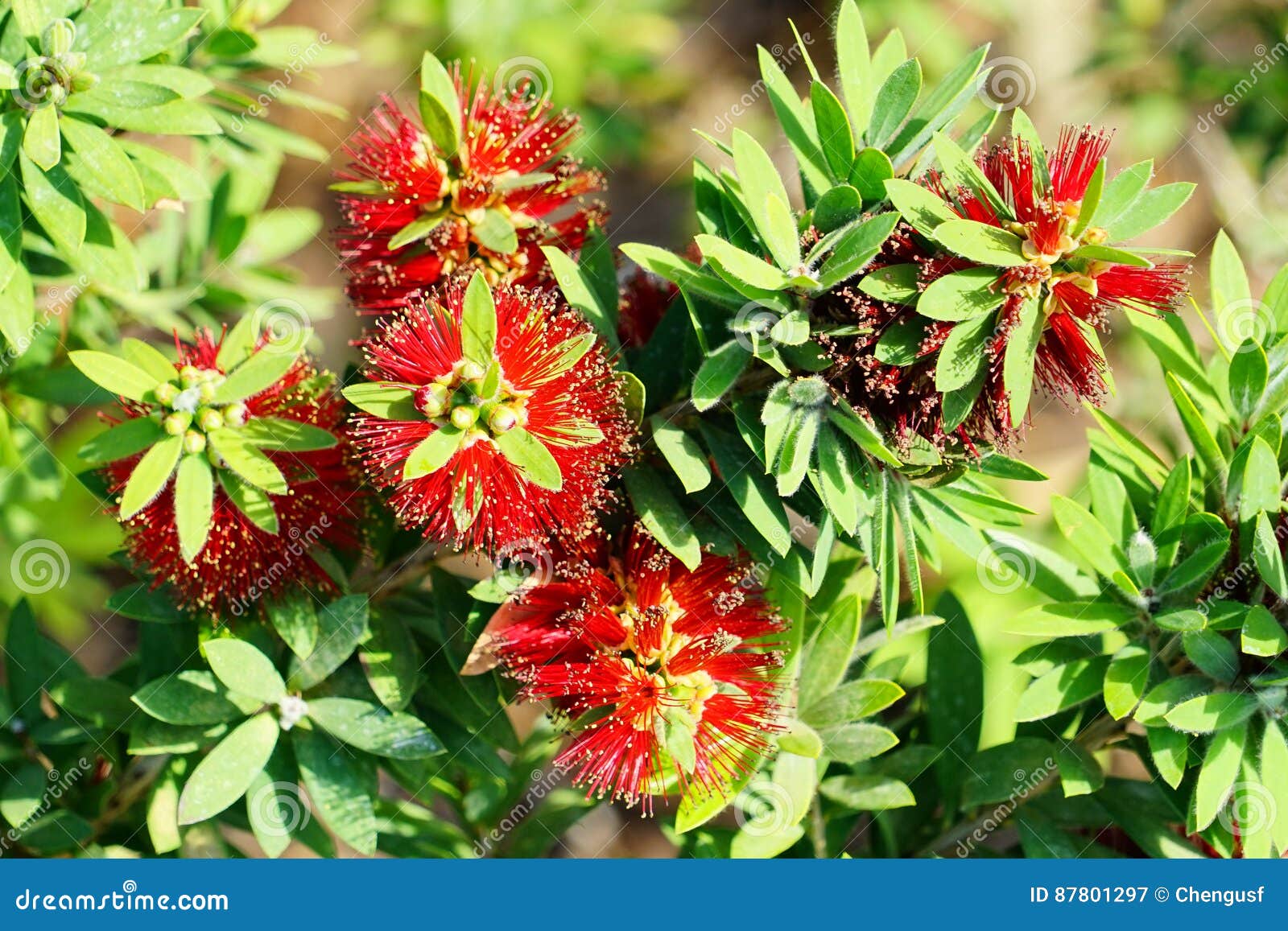 Callistemon tree stock image. Image of brush, bottlebrush - 87801297