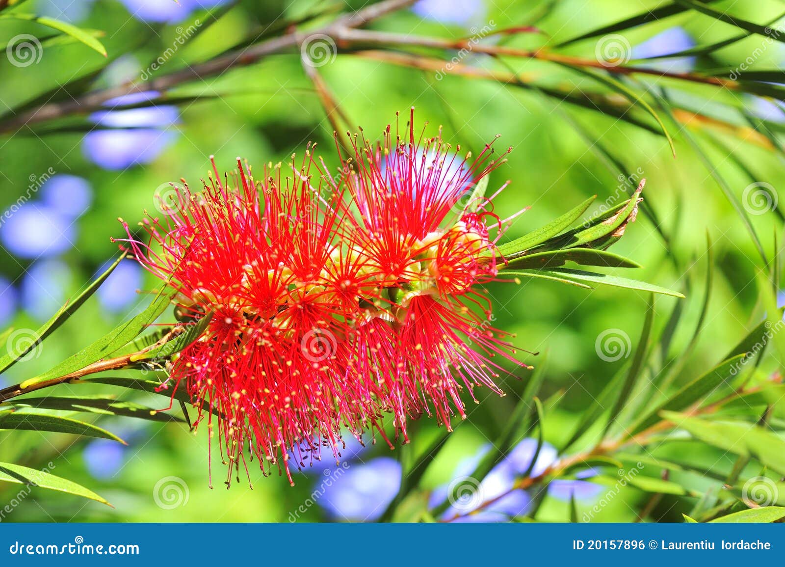 Callistemon viminalis stock photo. Image of citrinus - 20157896