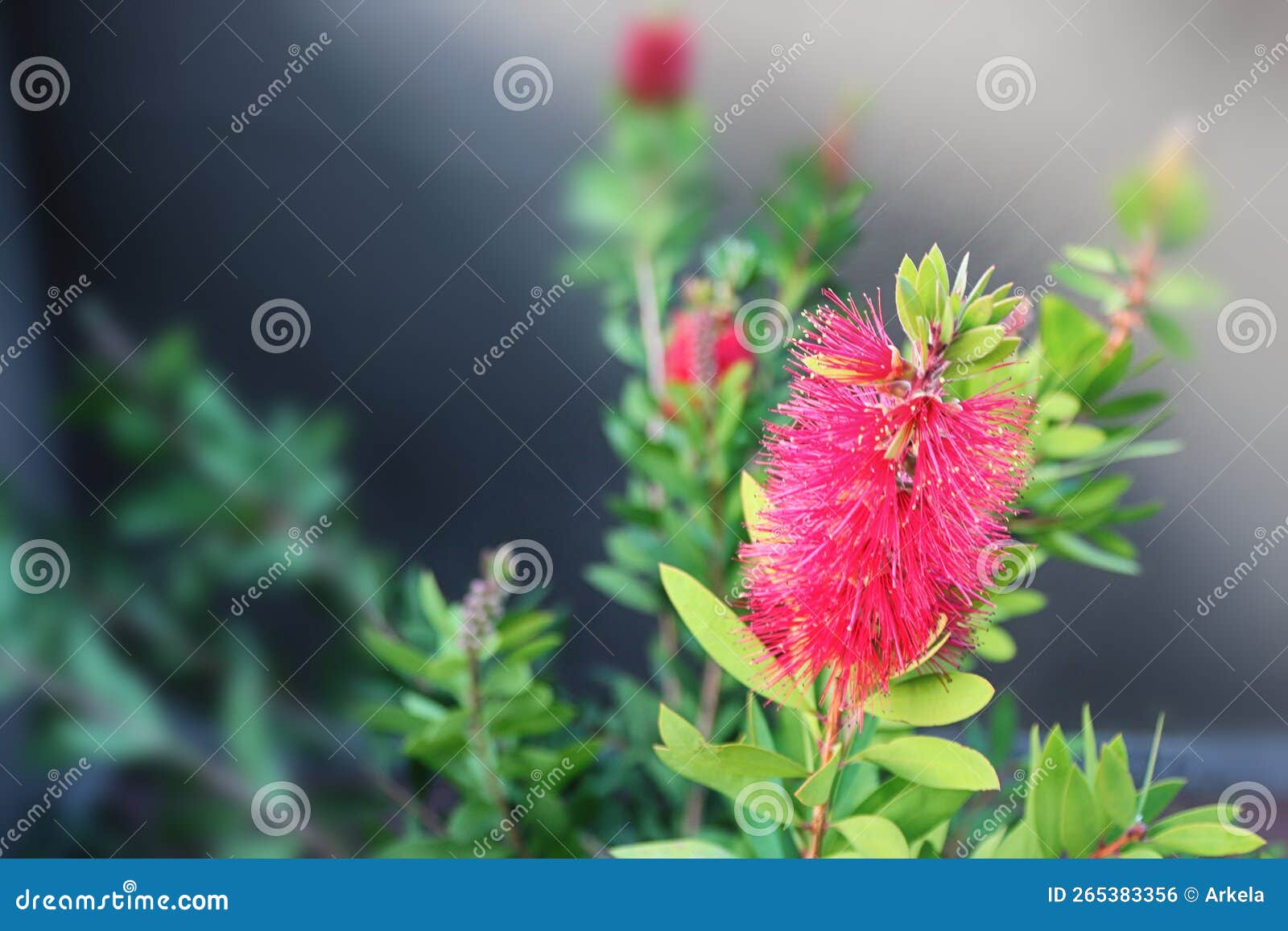 Callistemon Viminalis Hot Pink Stock Photo - Image of flower ...