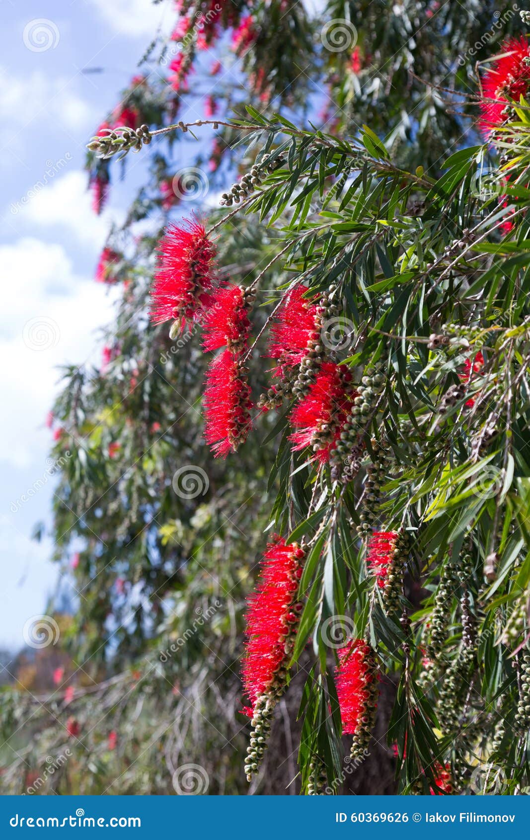 Callistemon Viminalis Weeping Bottlebrush Flowers Stock Image ...