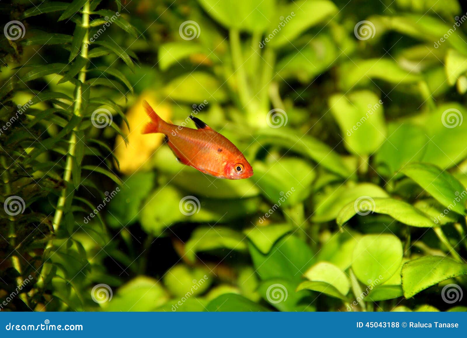 Callistus stock photo. Image of aquarium, tank, water - 45043188
