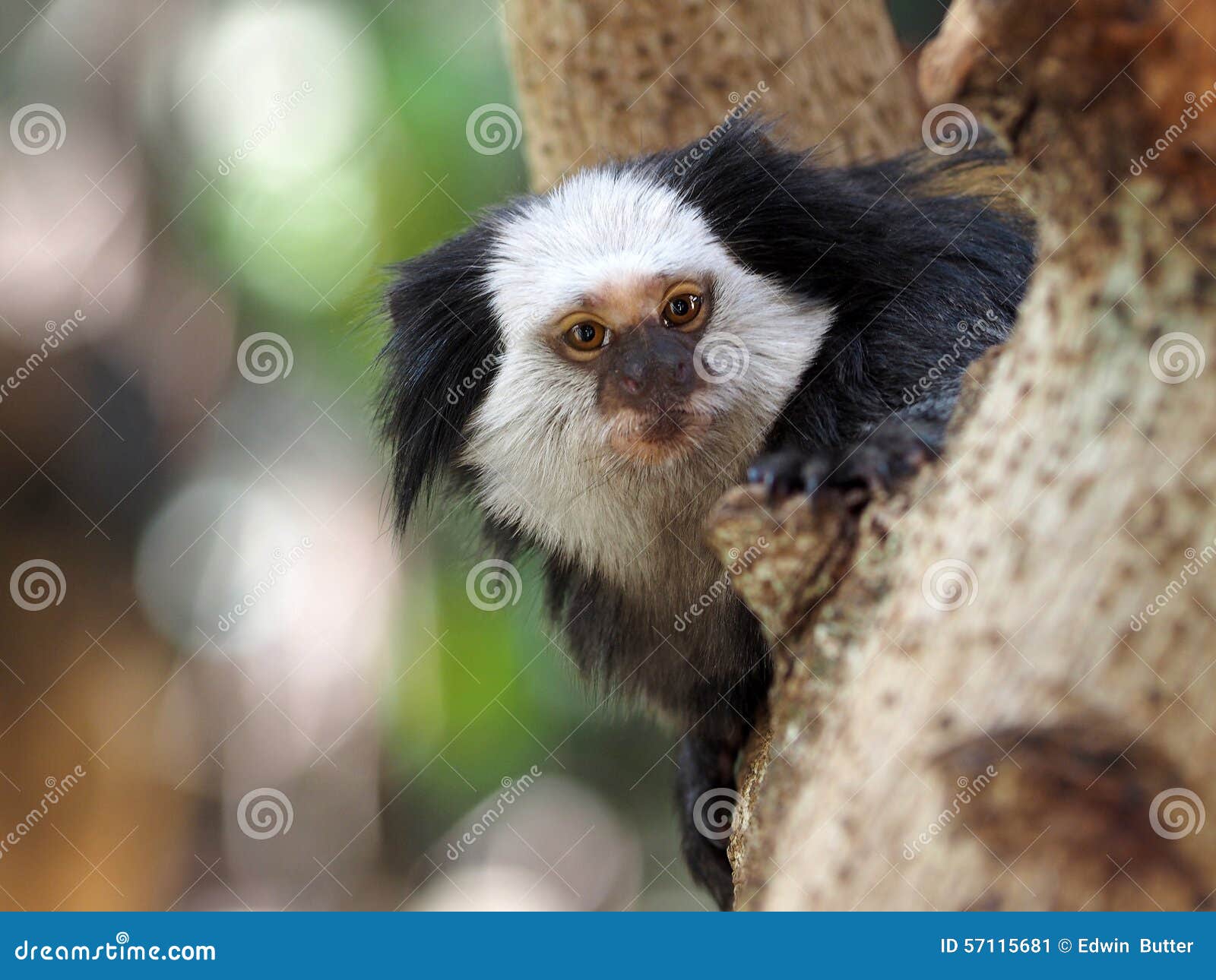 Callithrix geoffroyi stock image. Image of tree, primate - 57115681