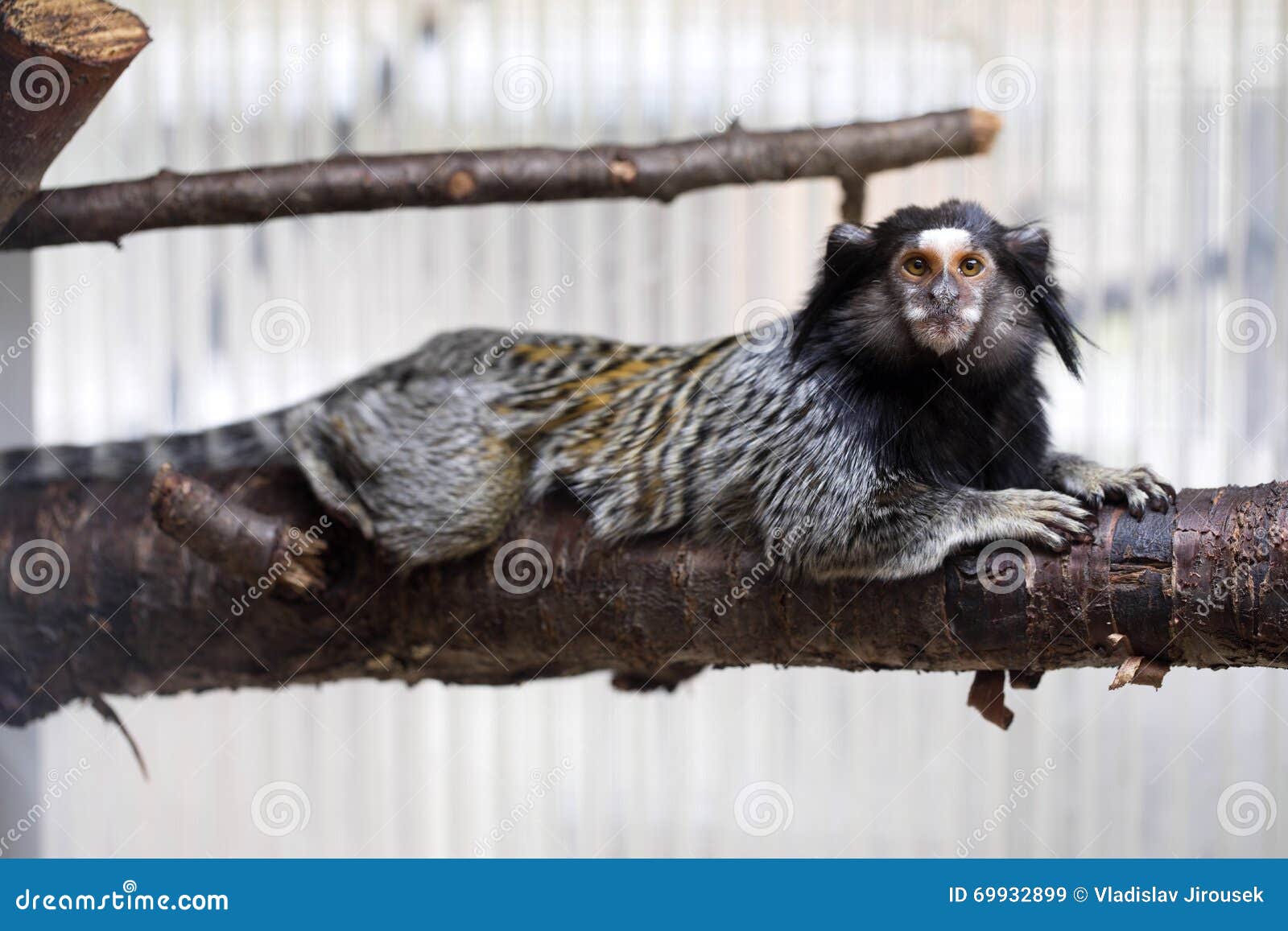Callithrix Penicillata, Black-tufted Marmoset Stock Image - Image of ...