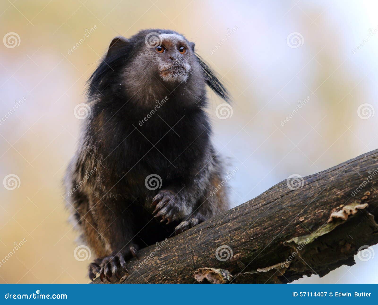 Callithrix Penicillata, Black-tufted Marmoset Stock Image ...