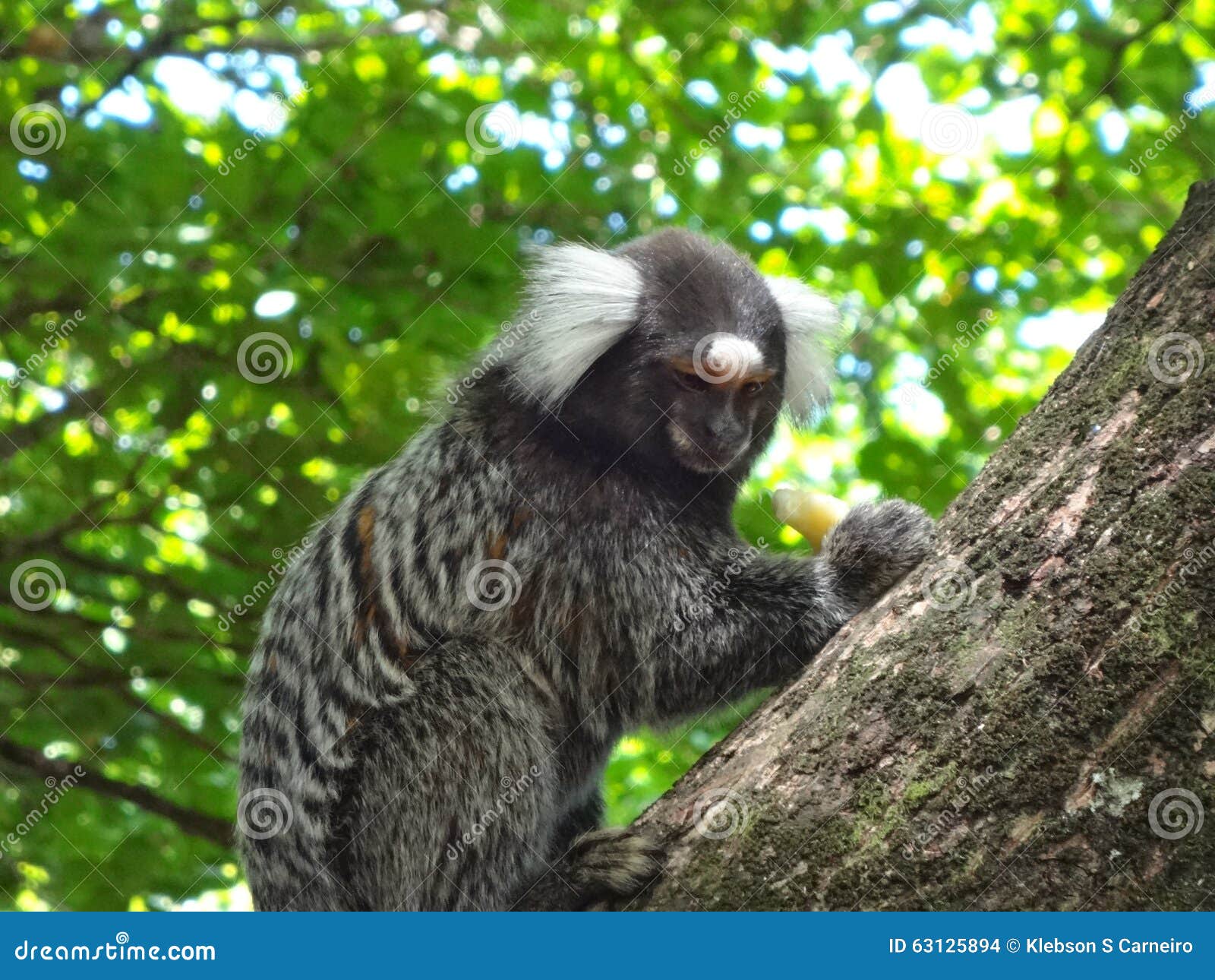 Callitrichinae monkey stock photo. Image of nature, callitrichinae ...