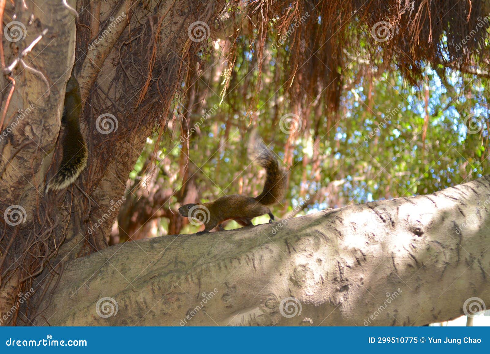 Callosciurus Erythraeus Running Around in Trees and on the Ground ...