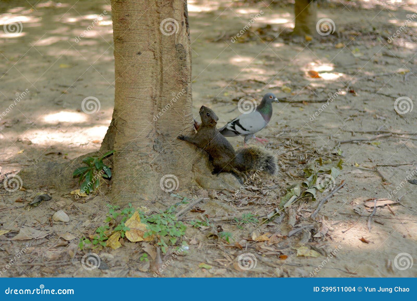 Callosciurus Erythraeus Running Around in Trees and on the Ground ...