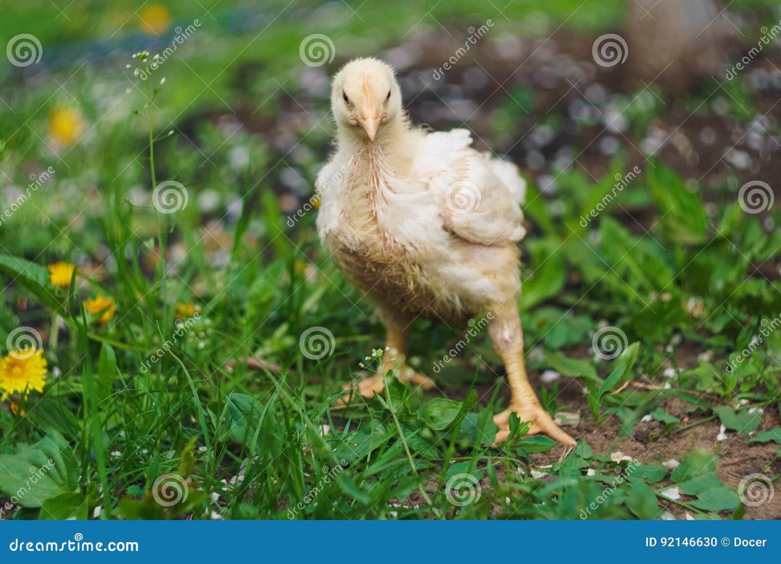 2,483 Broiler Chick Photos - Free & Royalty-Free Stock Photos from ...