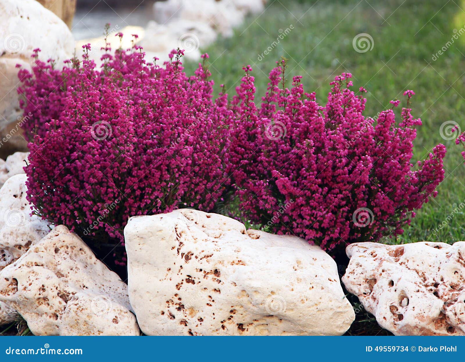 Calluna, erica comune fotografia stock. Immagine di piante - 49559734