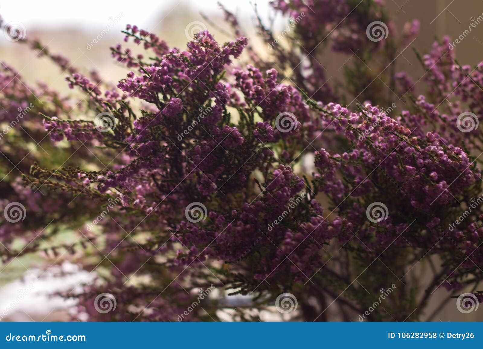 Calluna Gemein - Bekannt Als Gemeine Heide, Heidekraut Oder Einfach ...
