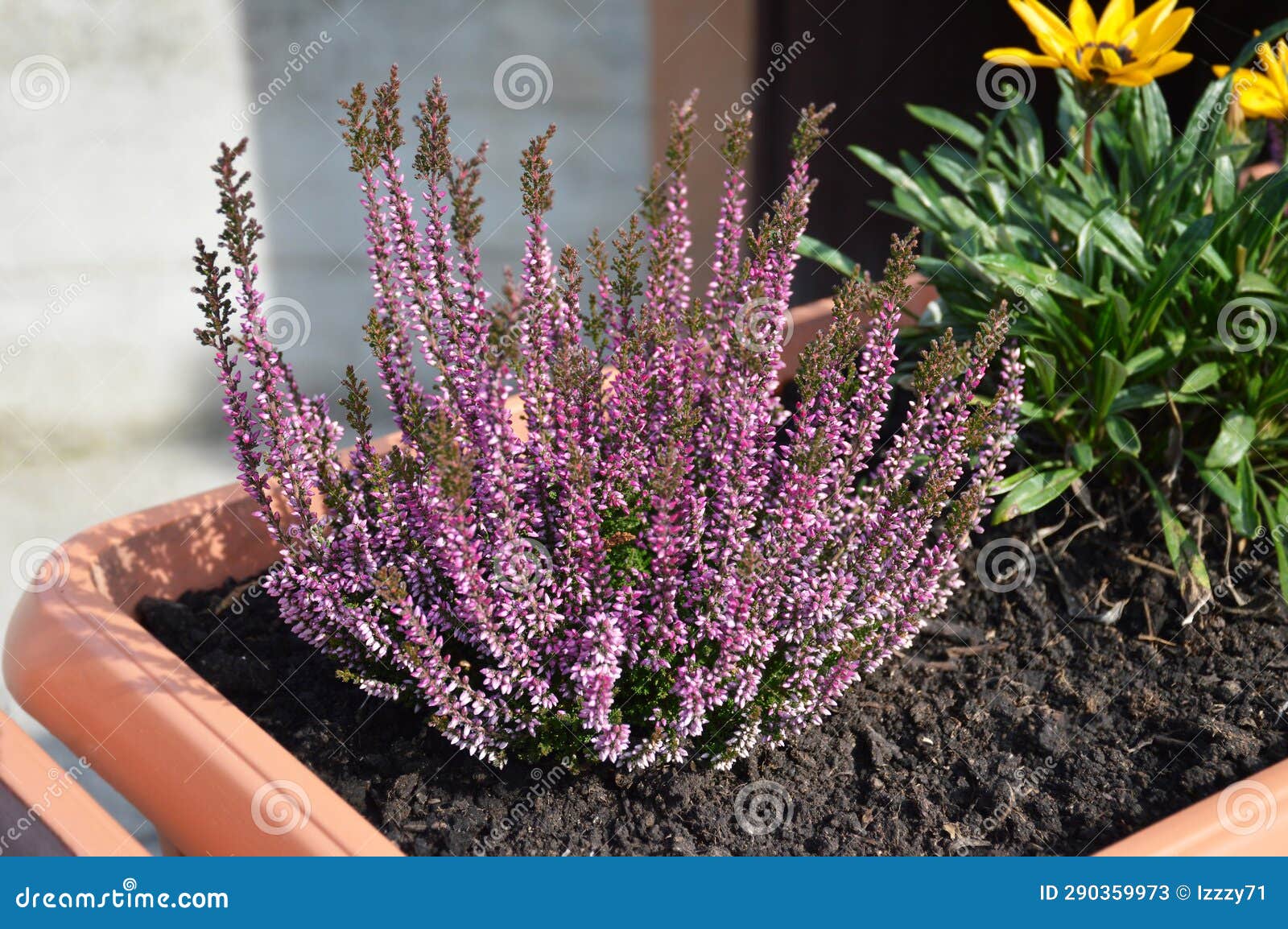 Calluna or Heather Flower Plant Growing in the Flower Pot Stock Image ...