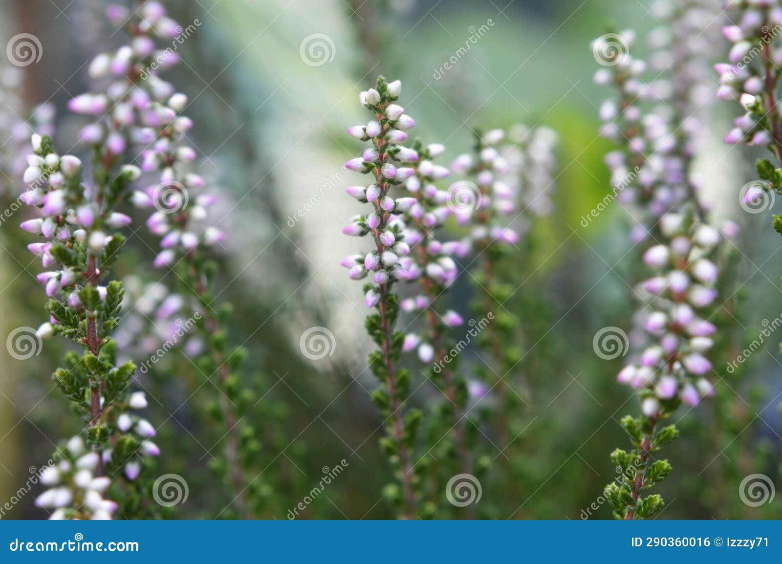 Calluna or Heather Flowers Background Stock Photo - Image of vulgaris ...