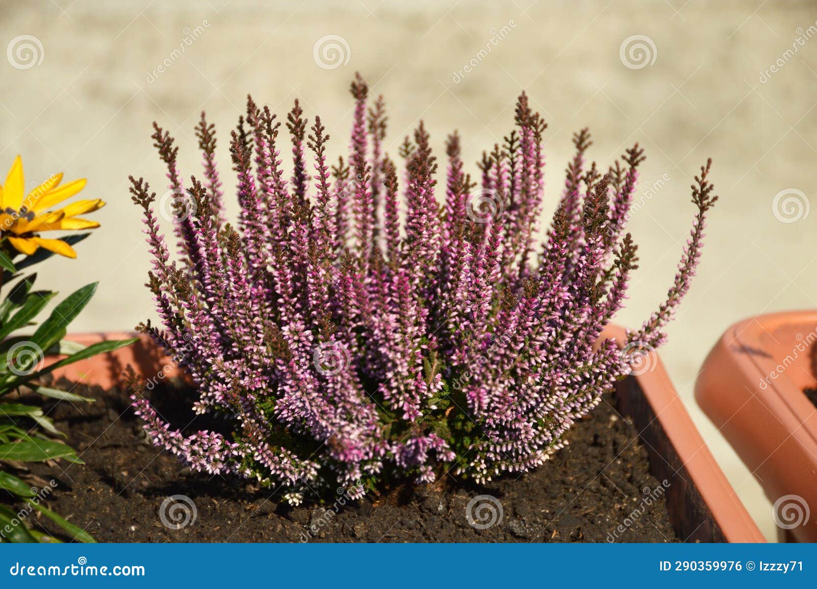 Calluna Plant Flowering and Growing in the Flower Pot Stock Photo ...