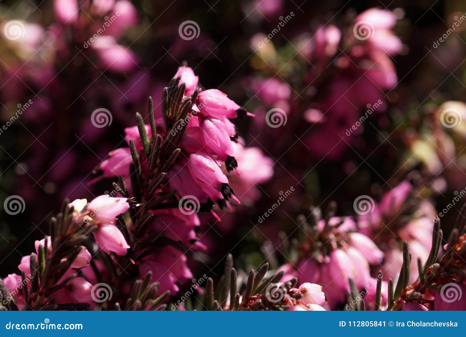 Calluna Rosado De La Flor Vulgaris Imagen de archivo - Imagen de flor ...