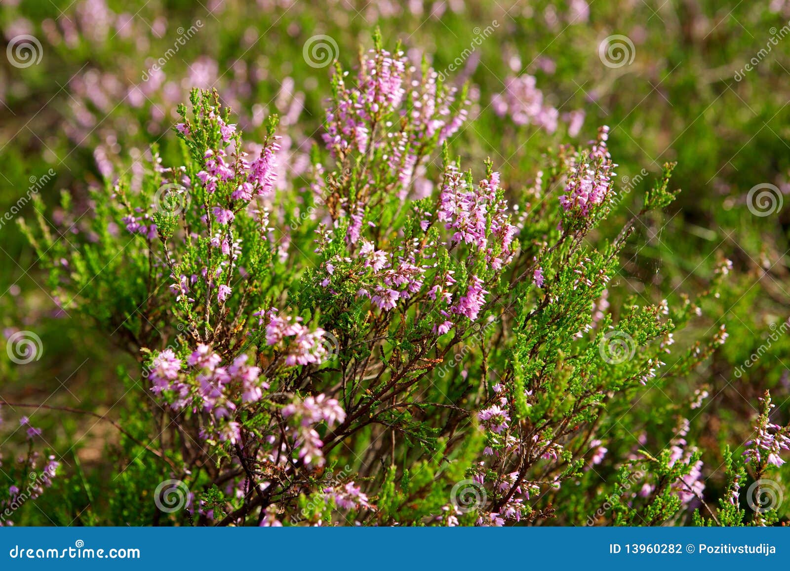 Calluna vulgaris stock photo. Image of shrub, vegetation - 13960282
