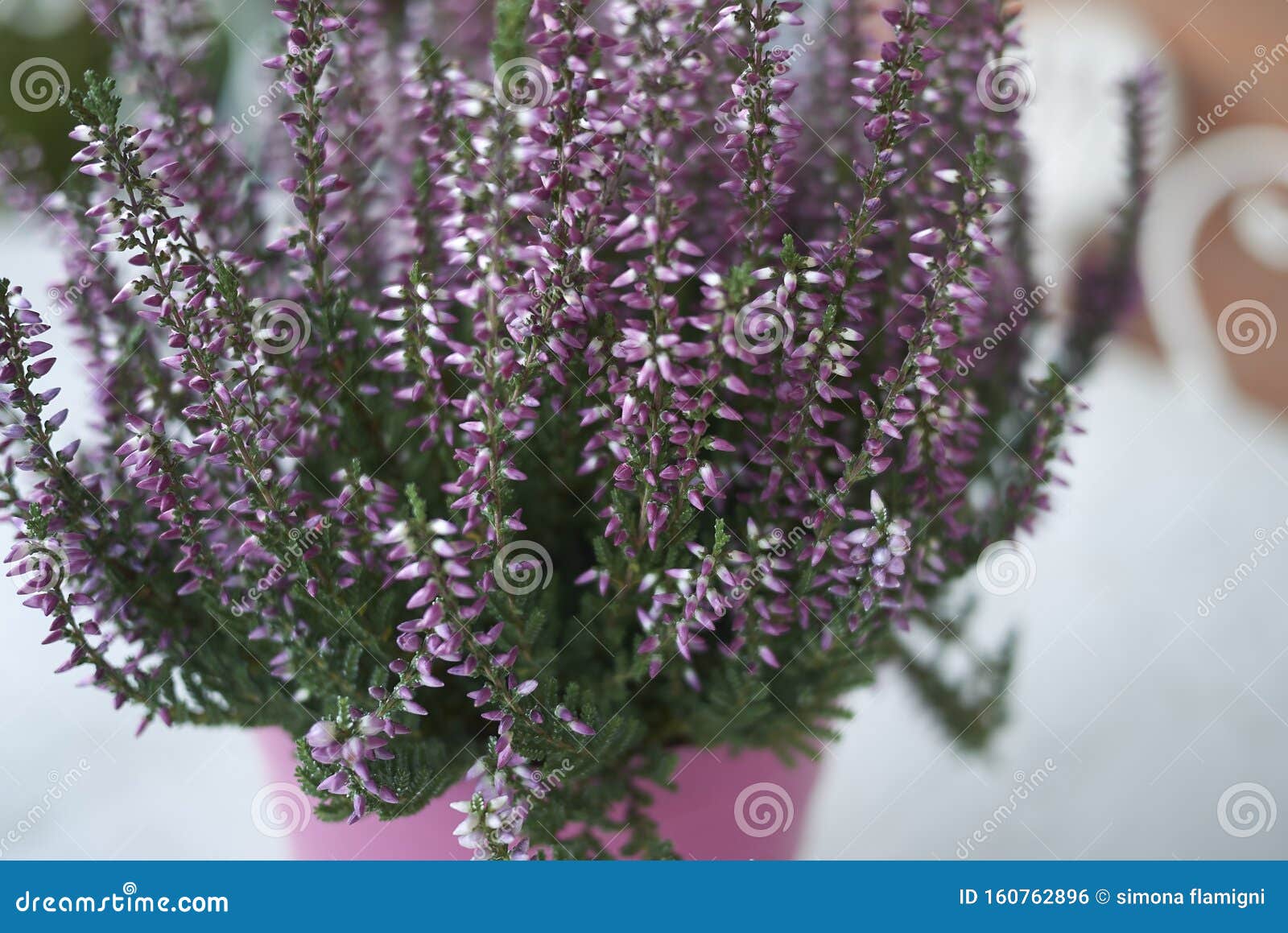 Calluna Vulgaris Con Flores Rosas Foto de archivo - Imagen de arbusto ...