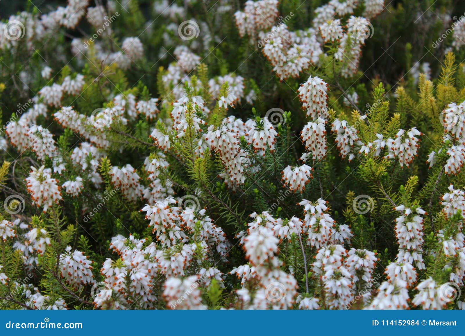 Calluna Vulgaris in a Garden Stock Photo - Image of spring, calluna ...
