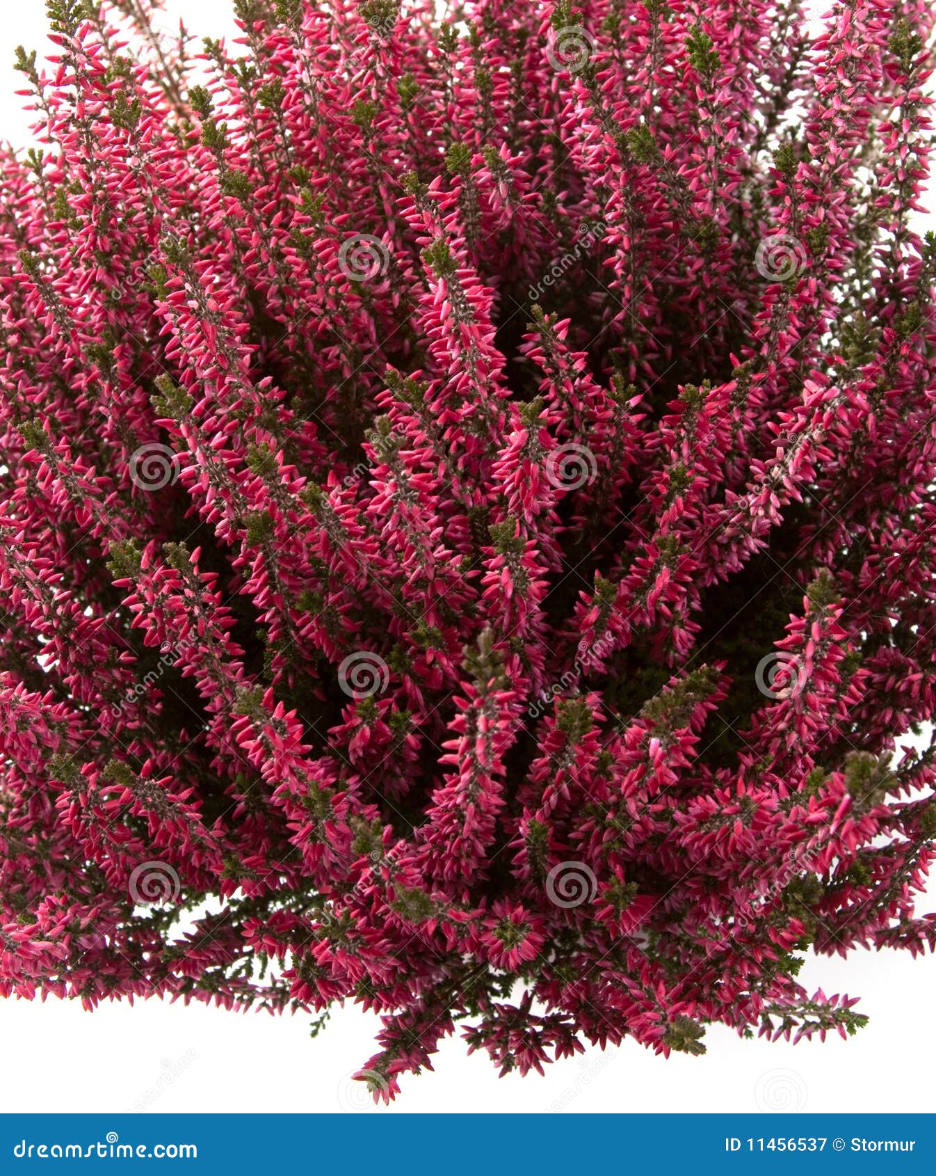Calluna Vulgaris Small Perennial Shrub In Bloom Full Of Small Tiny ...