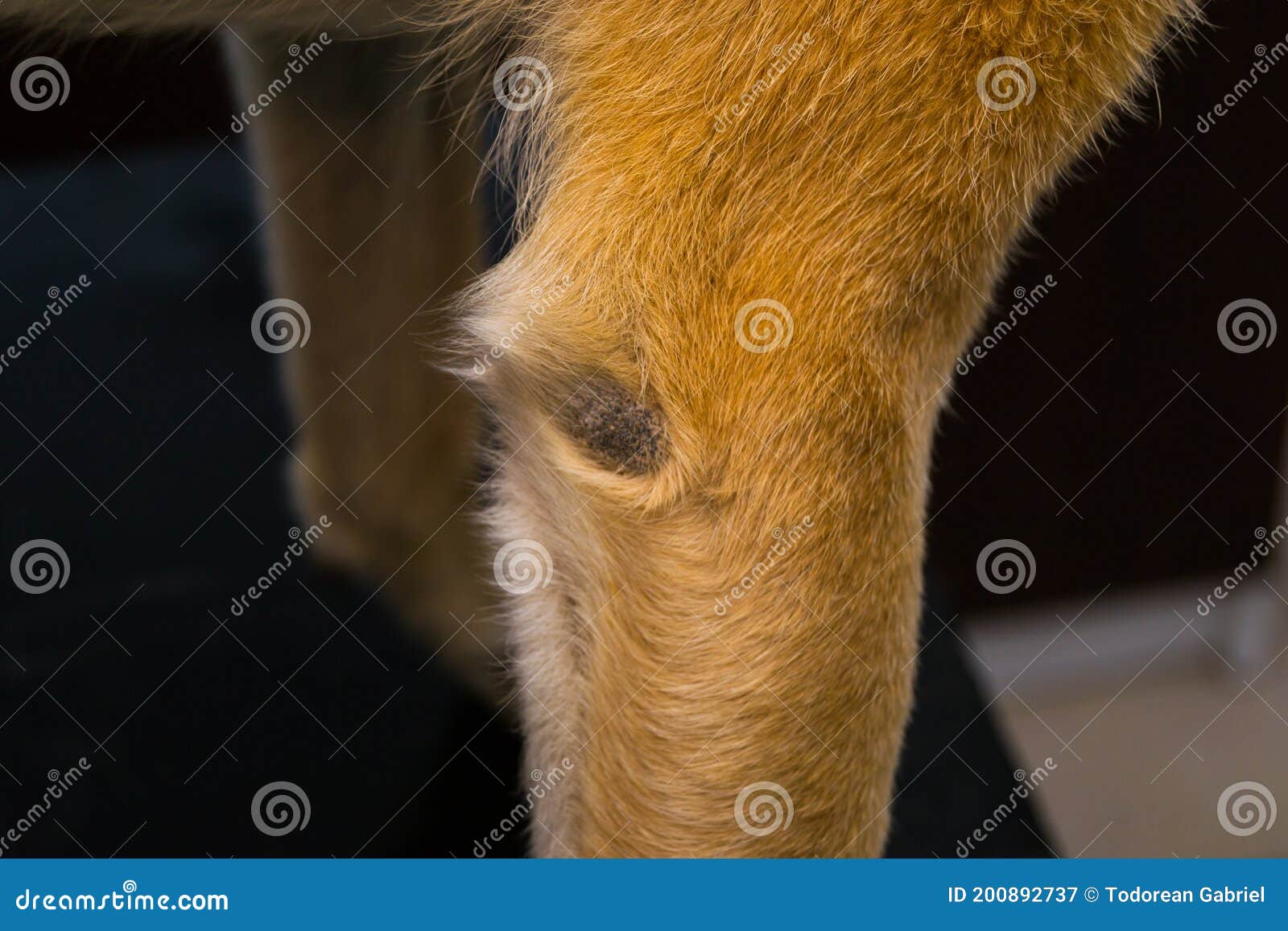 Callus Pyoderma of the Elbow in a Two-year-old Dog. although the Dog ...