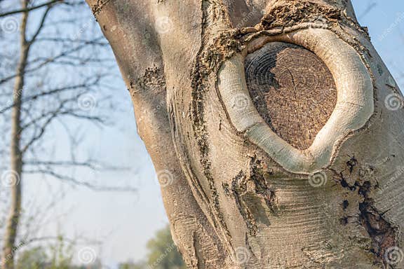 Callus Tissue Around a Tree Wound after Pruning Stock Image - Image of ...