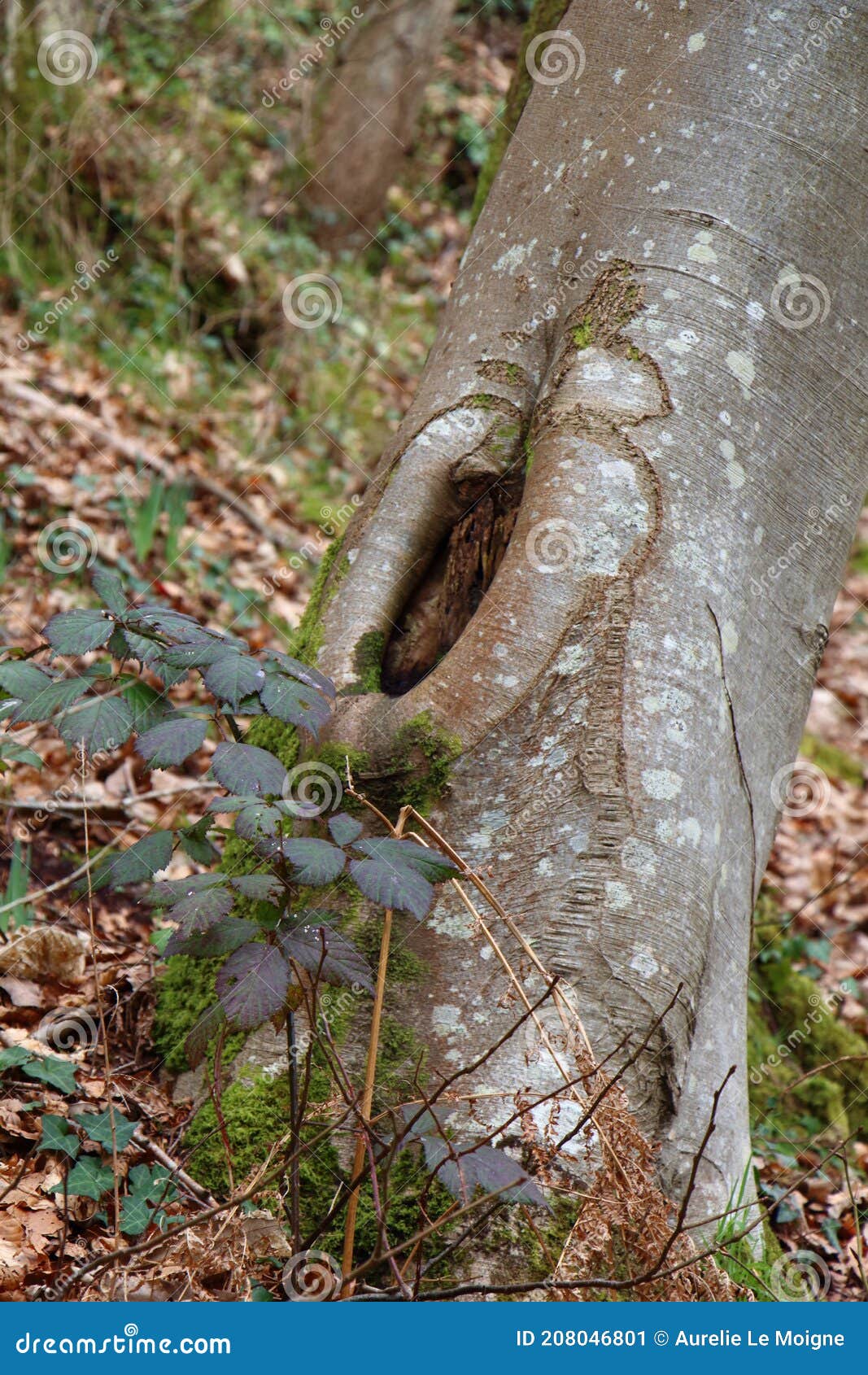 Callus of a tree stock image. Image of park, trunk, plant - 208046801