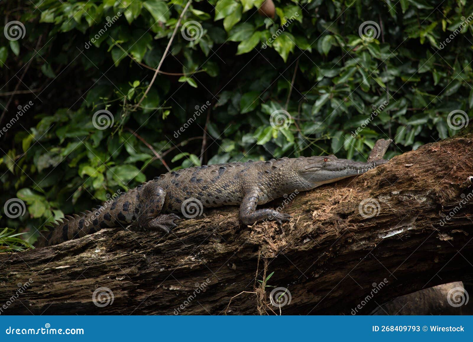 Calm Alligator Reptile Resting on a Tree Branch in Water in the Forest ...