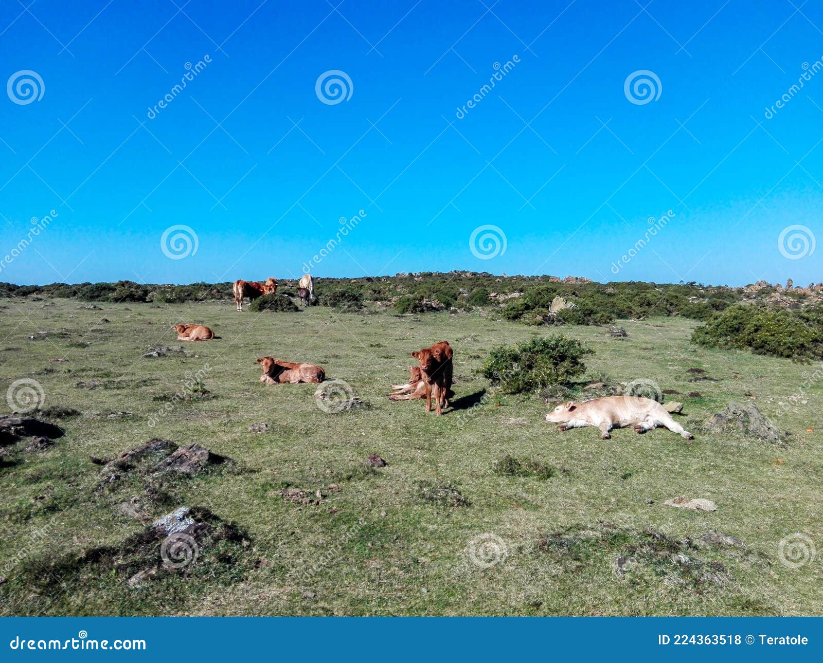 Calm Animals Rest in Nature Stock Photo - Image of domestic, cattle ...