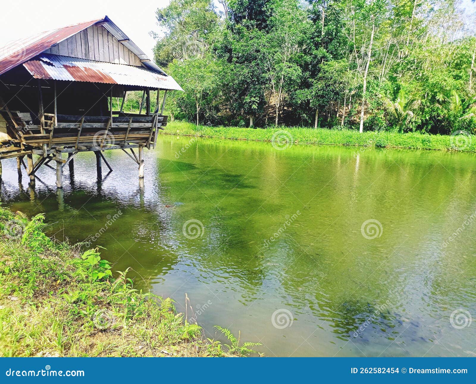 Calm Atmosphere Surrounded by Splashing Water and Fish Stock Photo ...