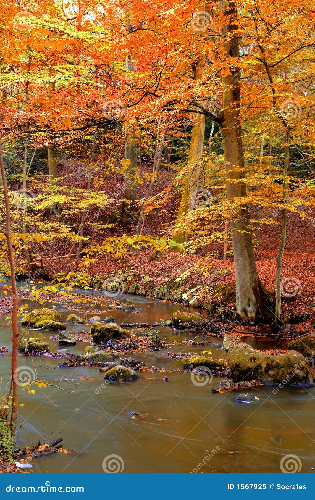 Calm autumn river stock image. Image of autumn, leaf, setting - 1567925