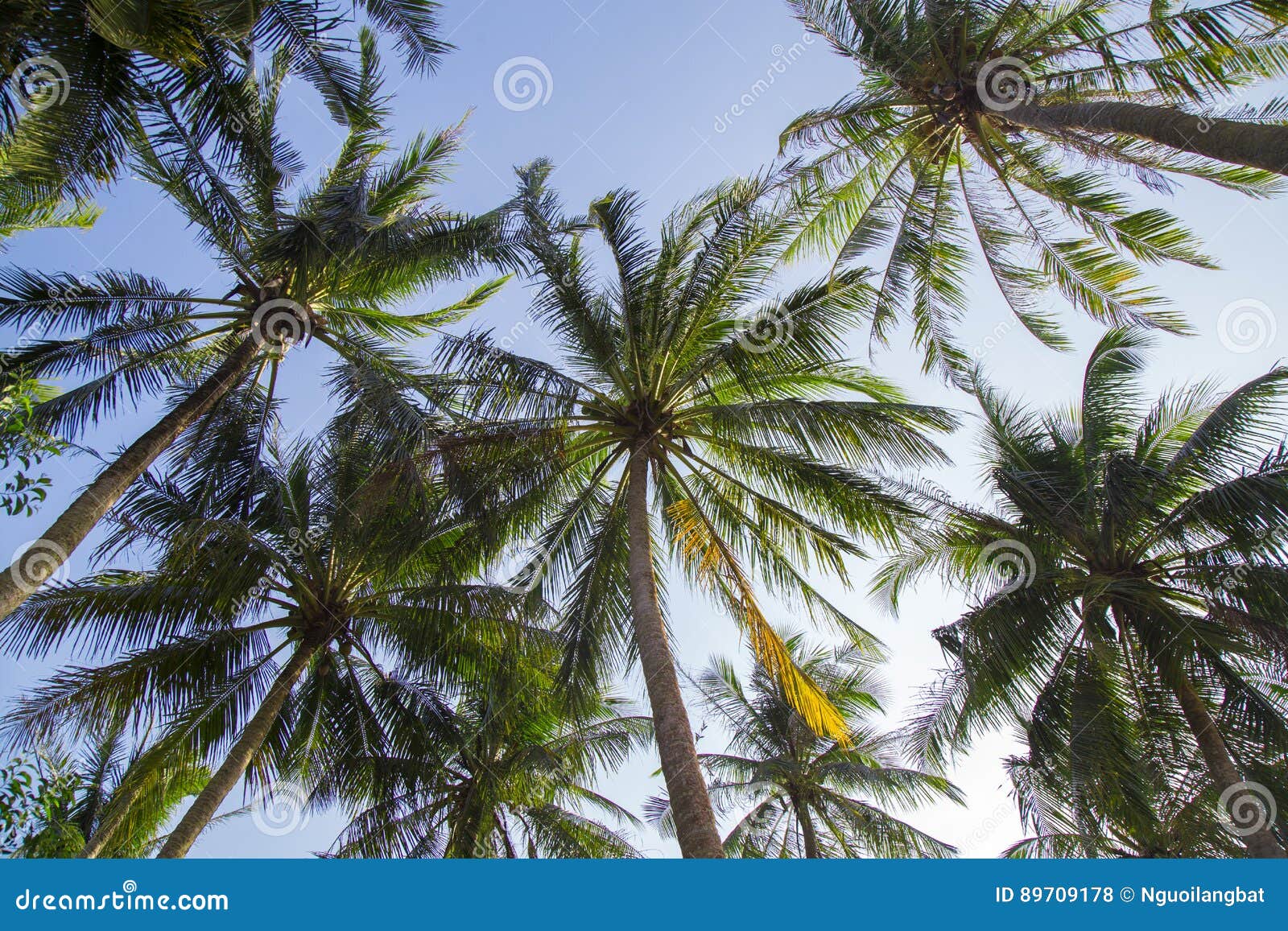 Calm beach with palm tree stock photo. Image of bluesky - 89709178