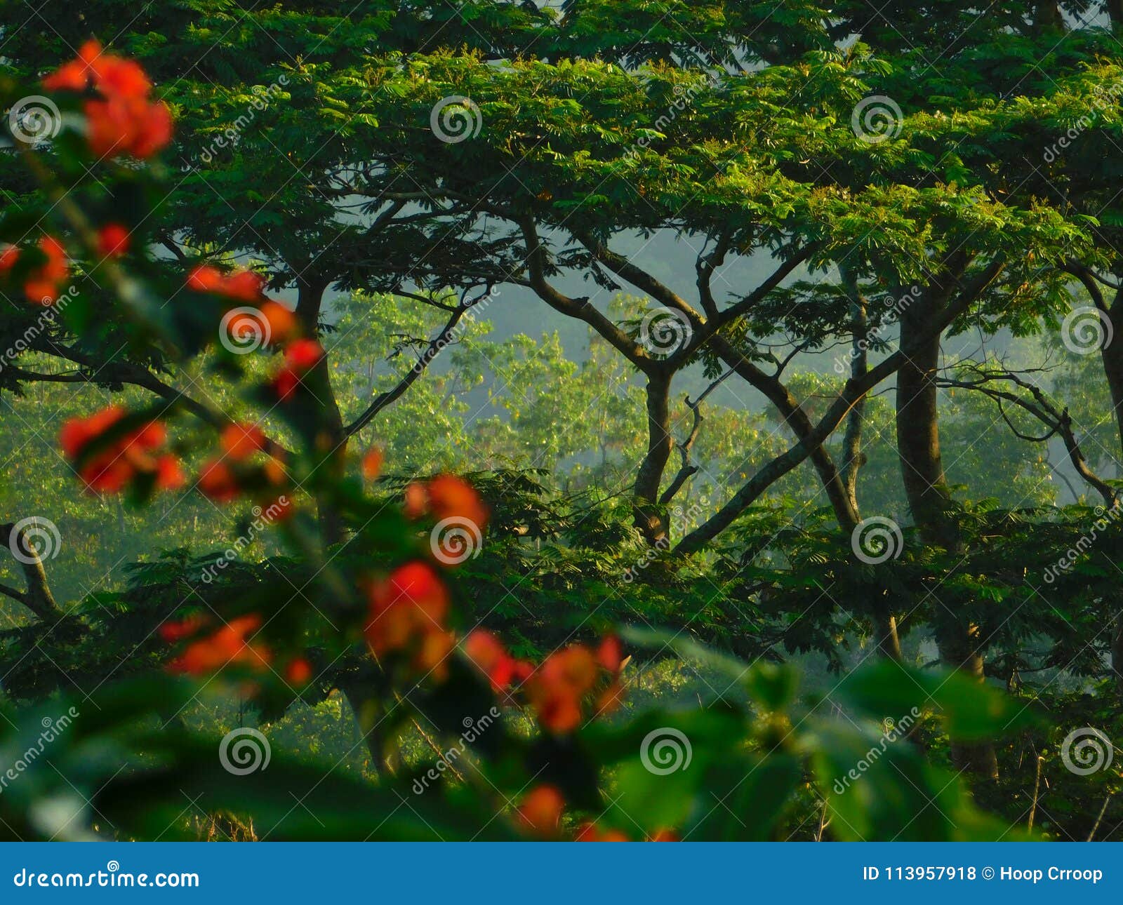 Hanthana forest stock photo. Image of hanthana, forest - 113957918