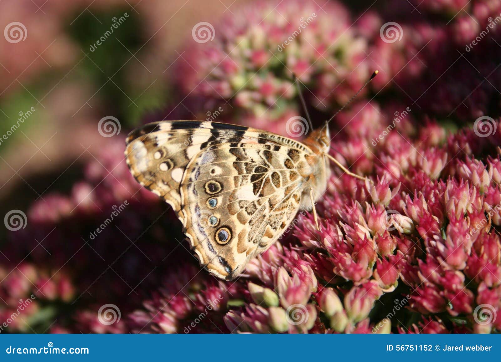 Calm butterfly stock photo. Image of sits, butterfly - 56751152
