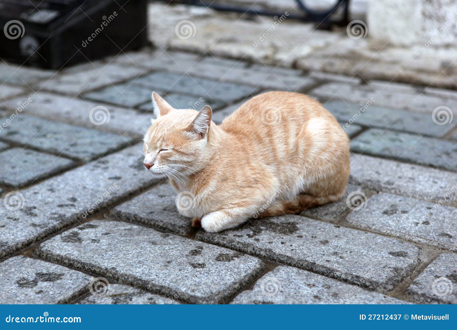 Calm cat stock image. Image of sleep, calm, sleeping - 27212437