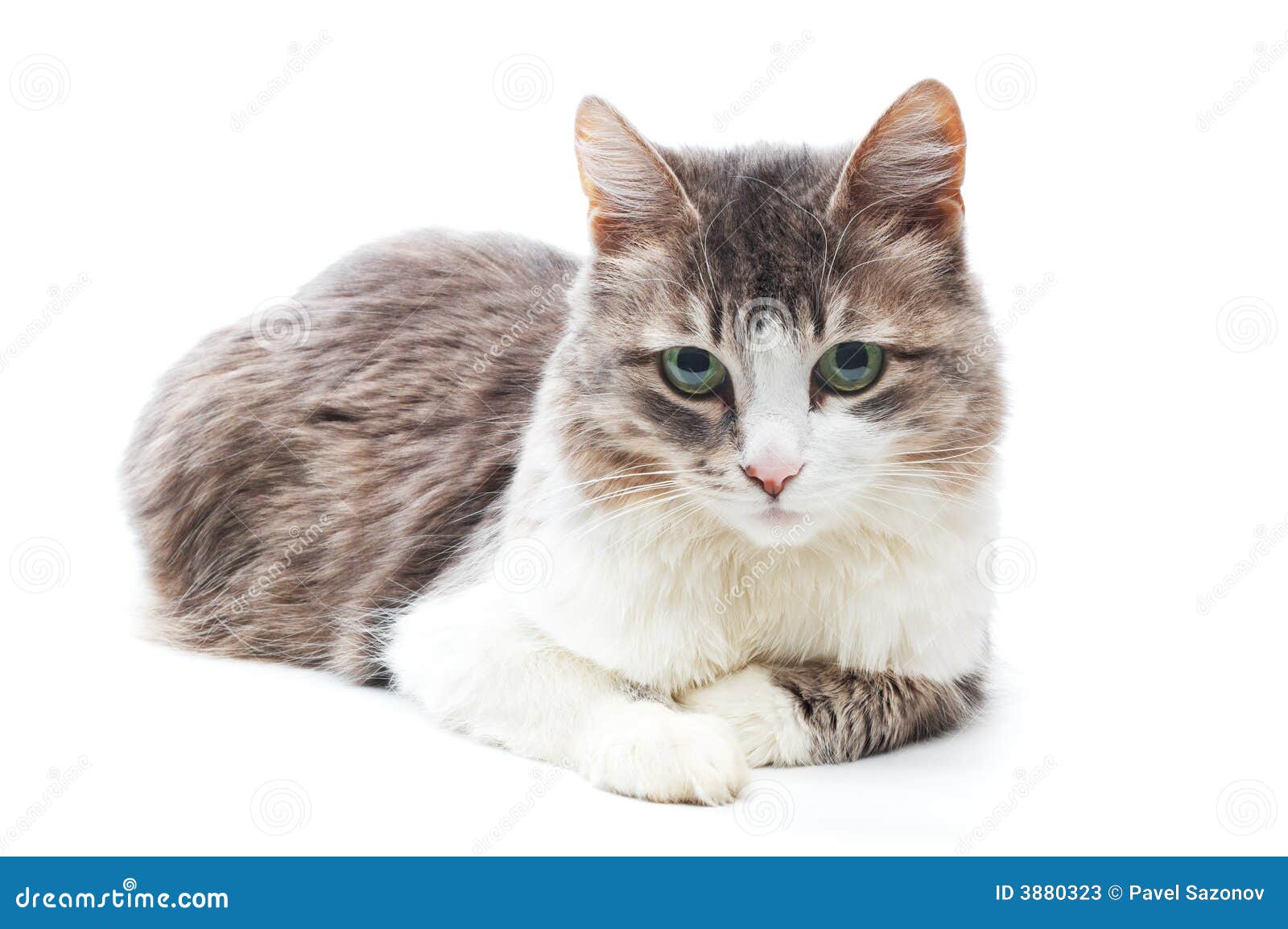 Calm Cat Stock Photos - Image: 3880323