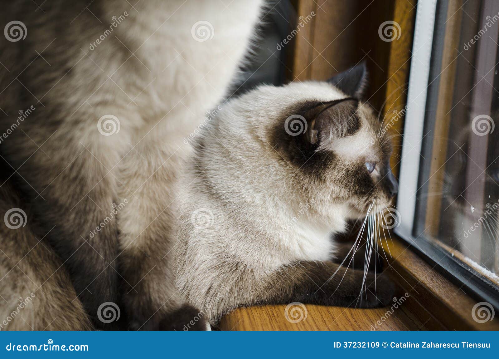 Calm cat stock image. Image of alert, kitten, pets, female - 37232109
