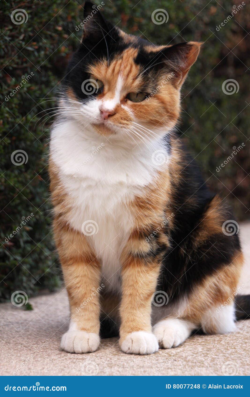 Calm cat stock photo. Image of domestic, mammal, white - 80077248