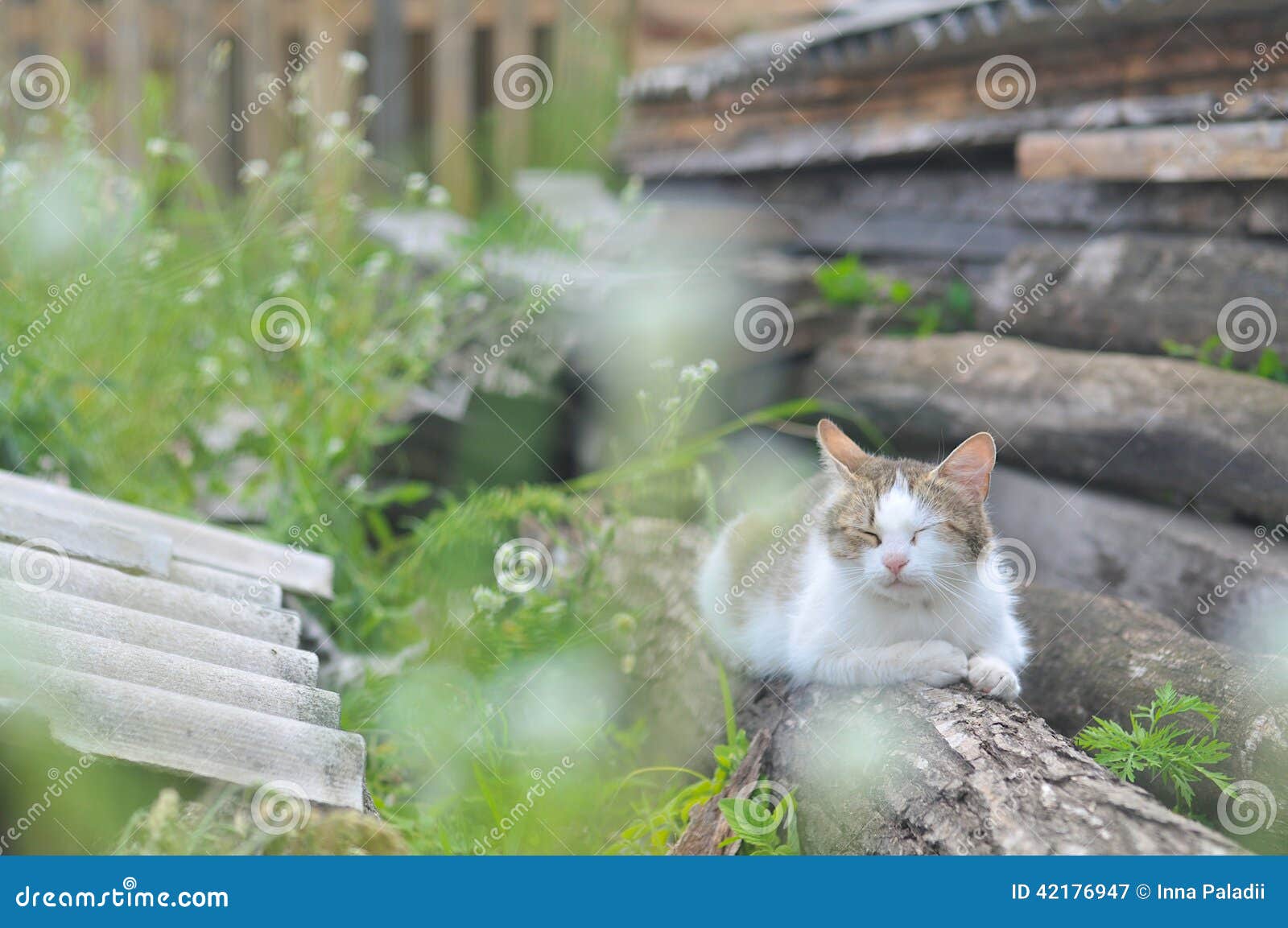 Calm cat stock image. Image of outside, bokeh, animal - 42176947