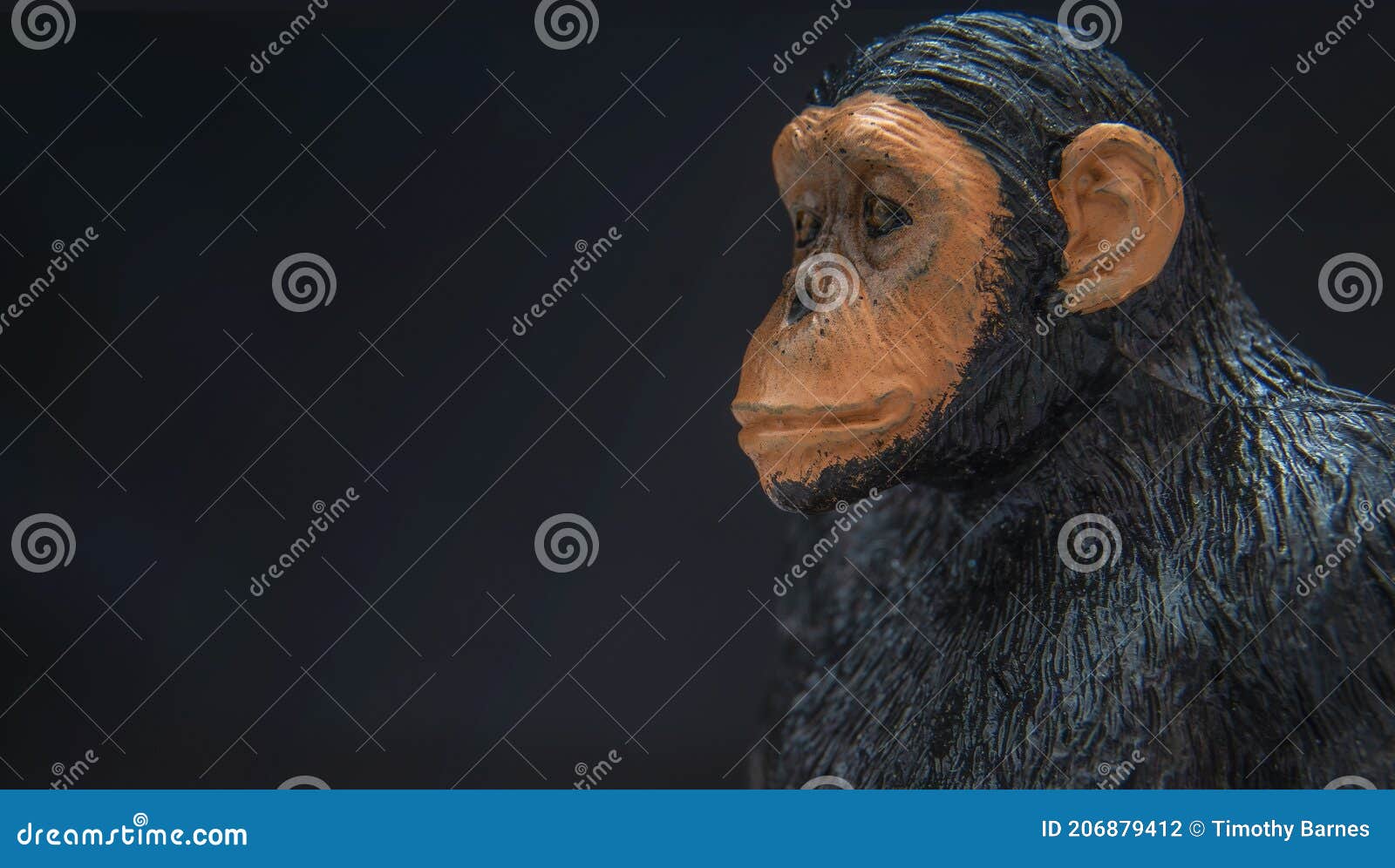 Calm Chimpanzee on a Black Background Stock Photo - Image of chimp ...