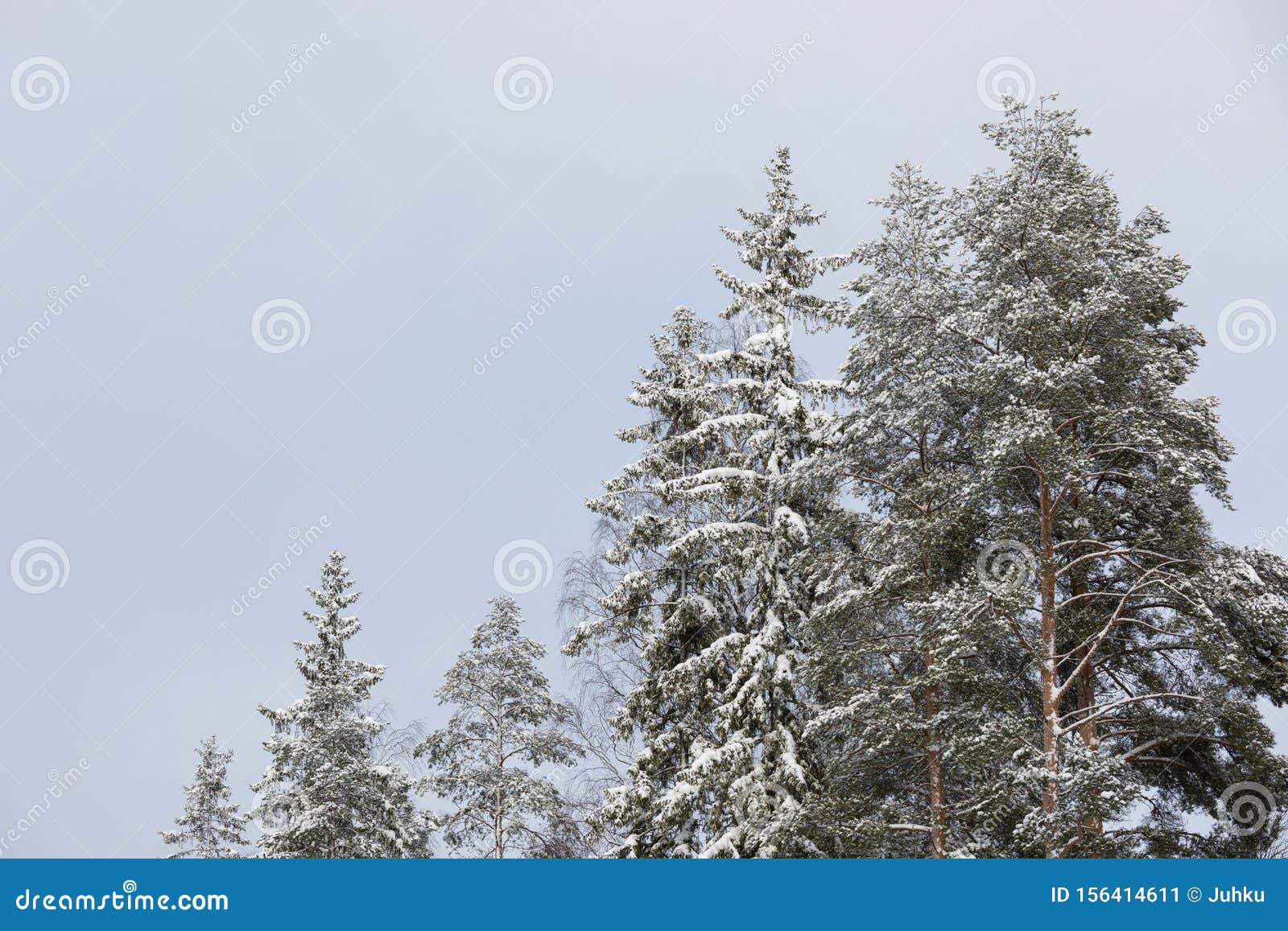 Calm Cloudy Winter Day and Treetops Covered in Snow Stock Image - Image ...