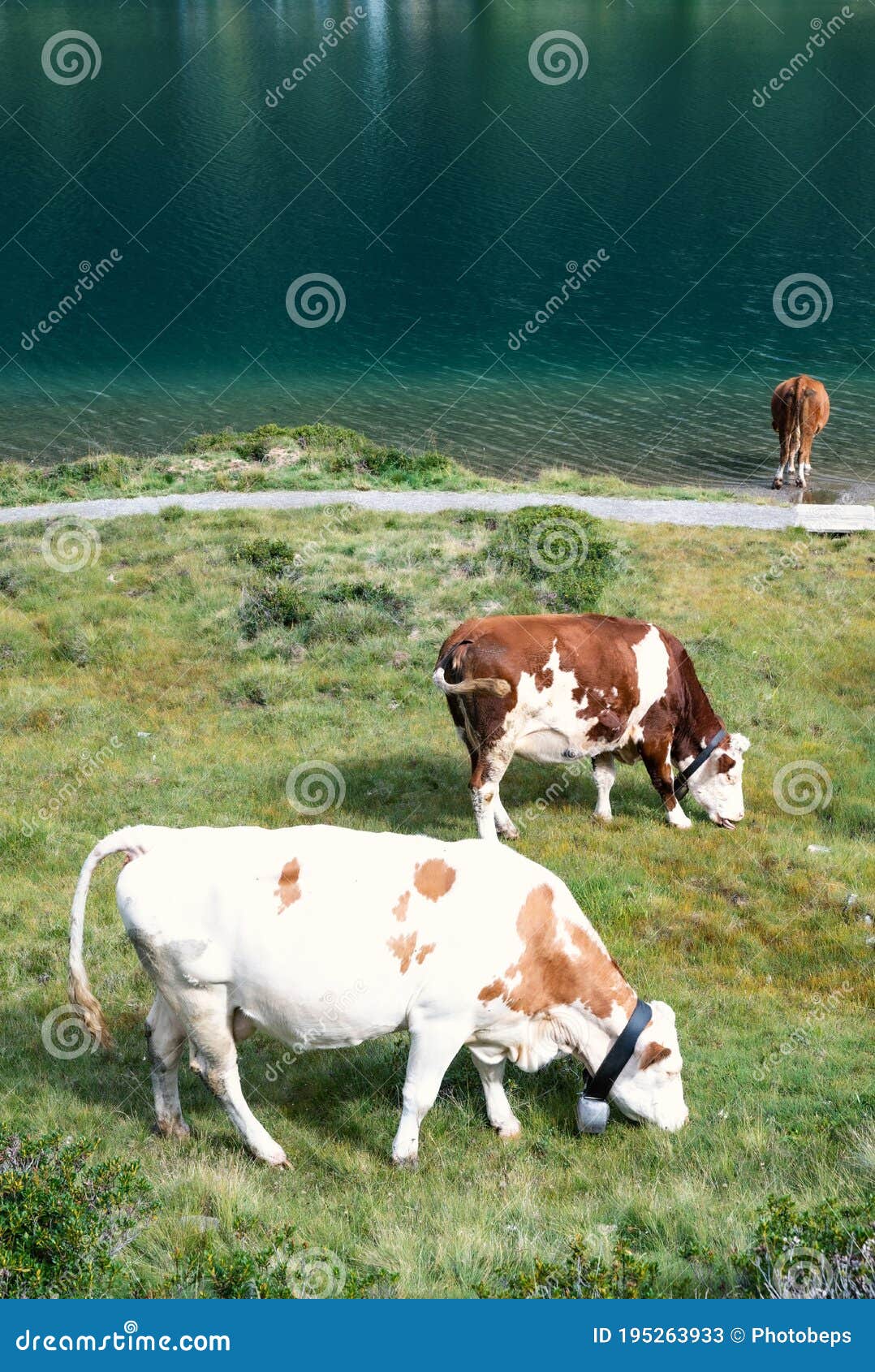 Calm cows on pasture stock image. Image of farming, farm - 195263933