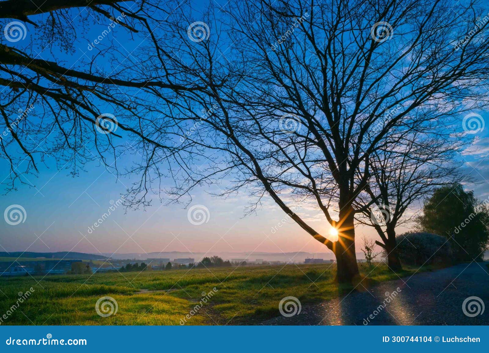 A Calm Dawn in a Tranquil Green Landscape with a Bare Tree Stock Photo ...