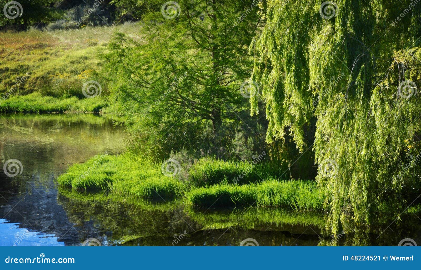 Calm Day stock image. Image of green, stellenbosch, trees - 48224521