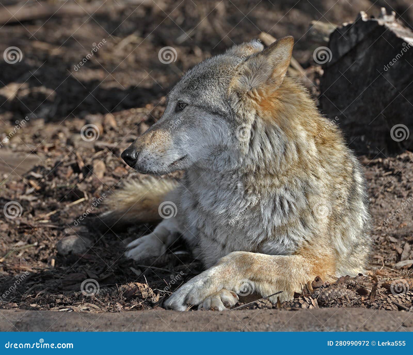 Calm Eurasian Wolf (Canis Lupus Lupus) Rests Stock Photo - Image of ...