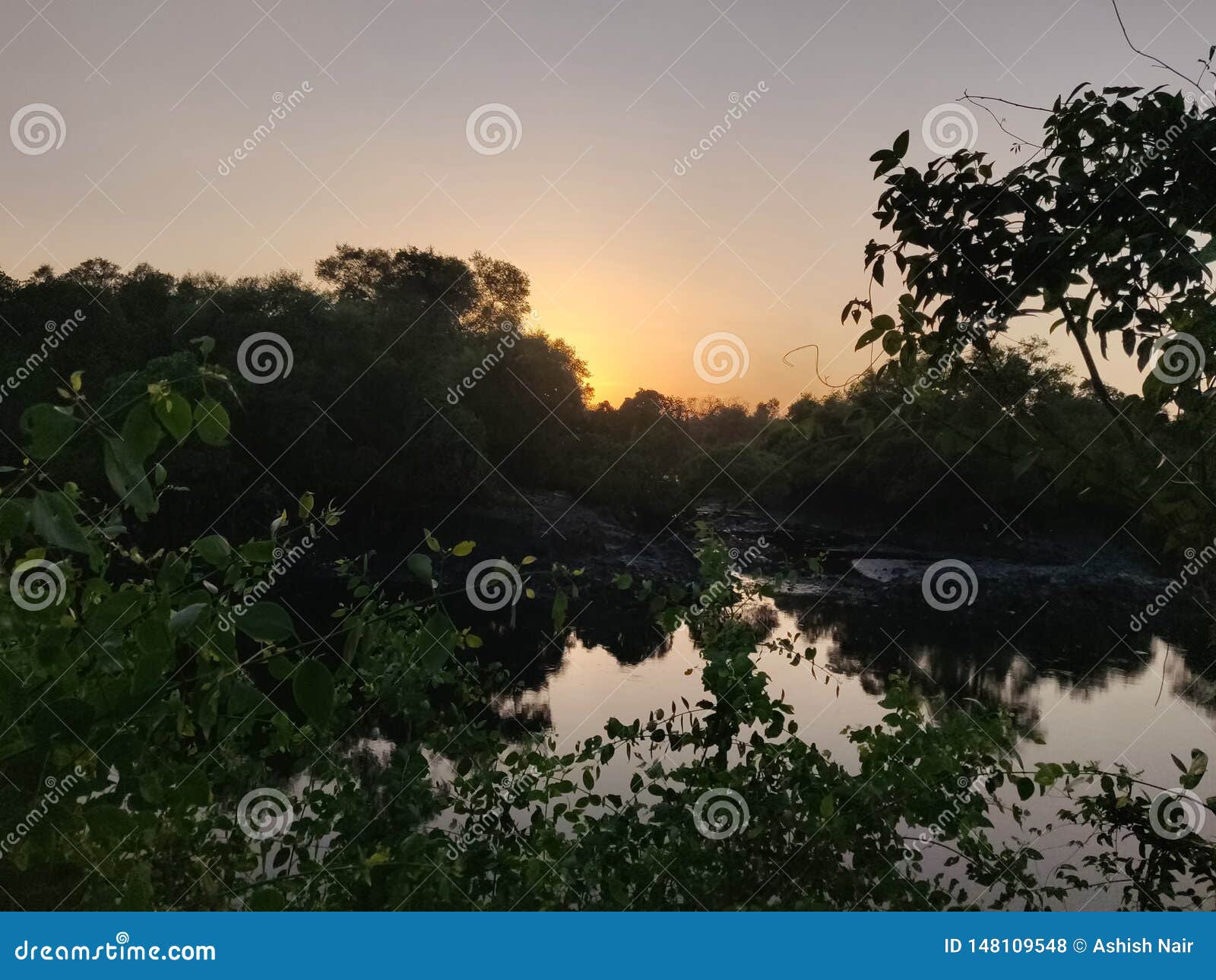 A Calm Evening in the Woods Stock Photo - Image of sunrise, calm: 148109548