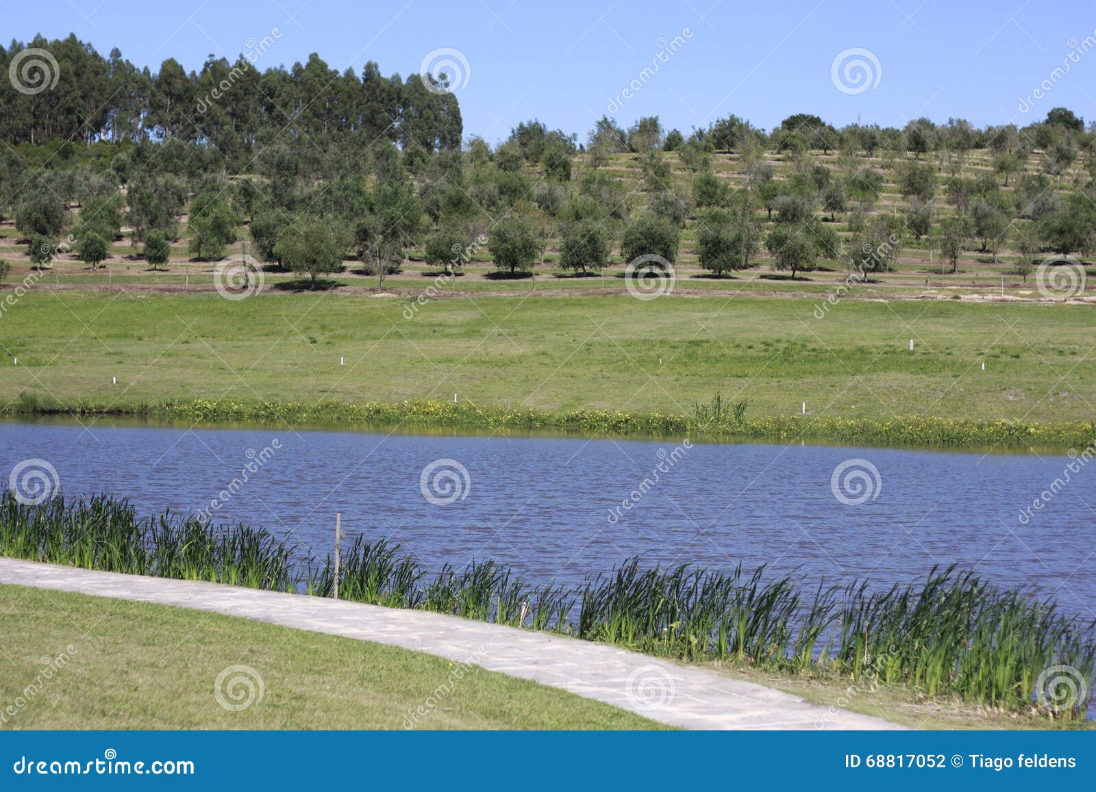Calm farm stock photo. Image of lake, farm, uruguay, calm - 68817052