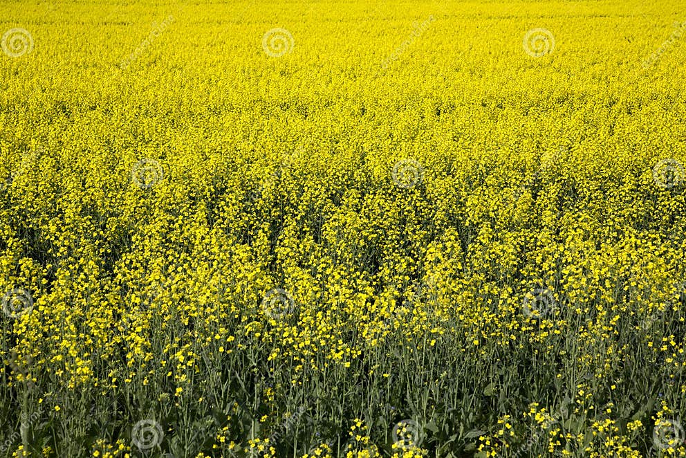 Calm Field Plants on Summer Daylight Stock Photo - Image of growth ...