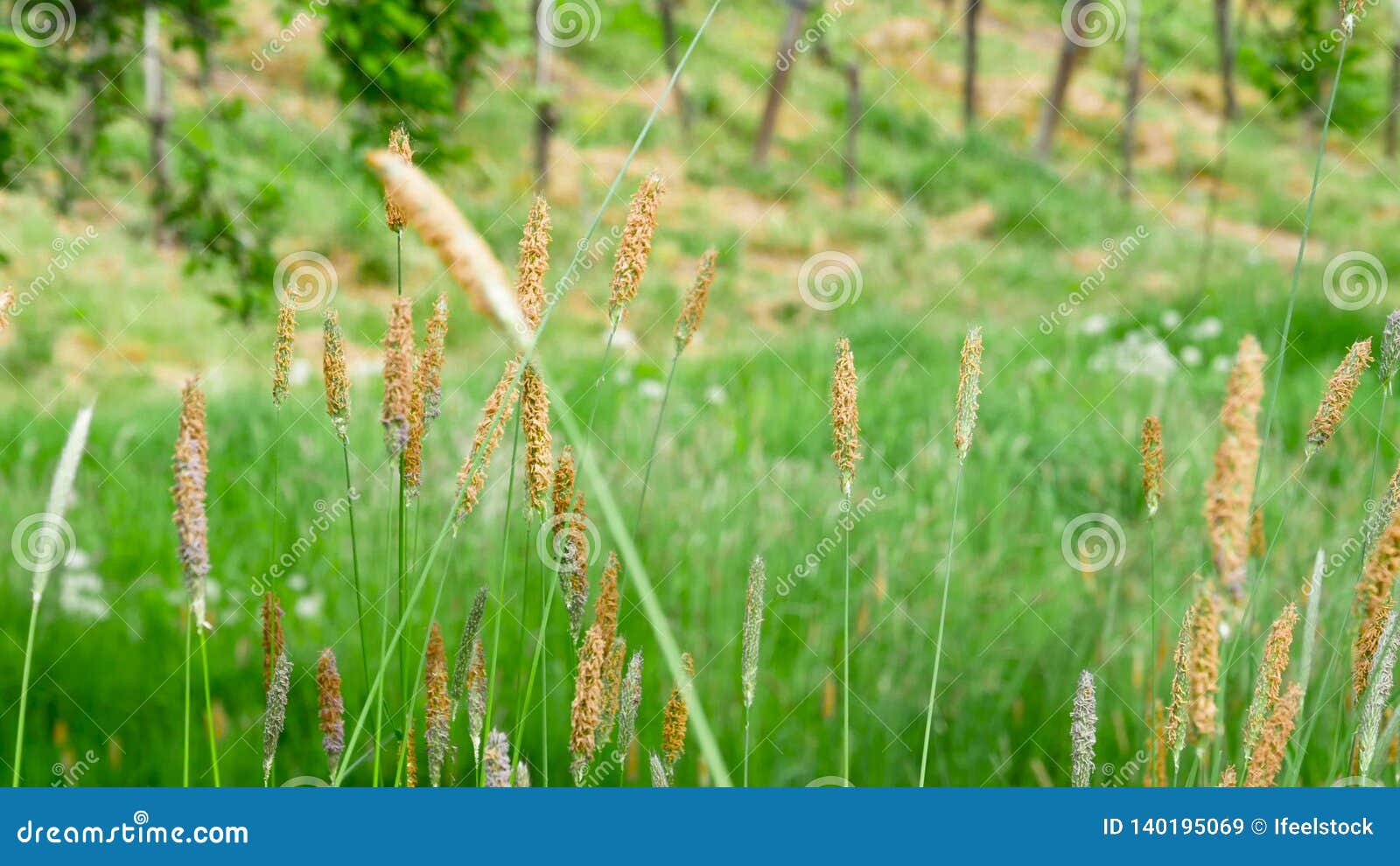 Calm fields in 4K UHD stock video. Video of europe, meadow - 140195069